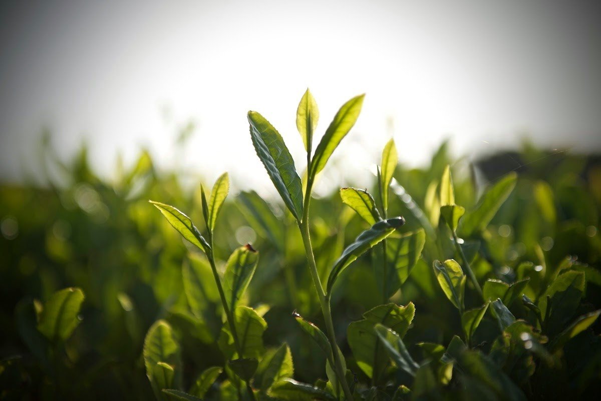 First Harvest Ceremonial Grade Organic Japanese Matcha Green Tea Powder ...