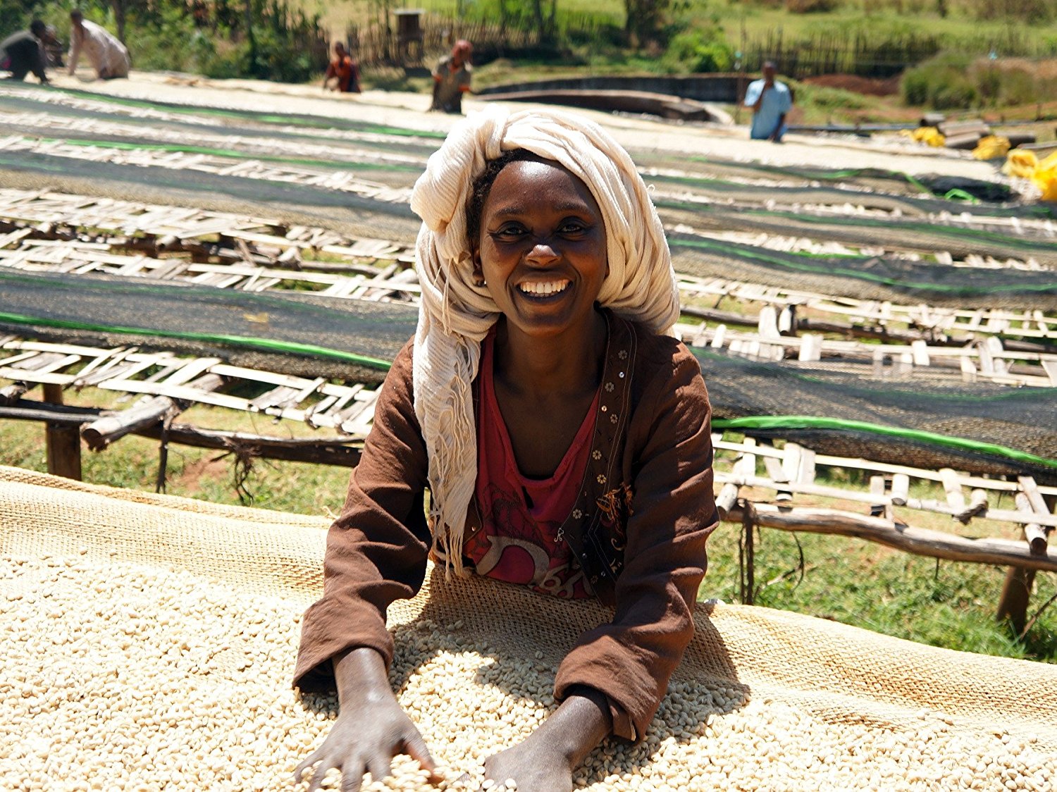 Ethiopian Yirgacheffe Washed Grade 1 Coffee Beans (Medium Roast (Full ...