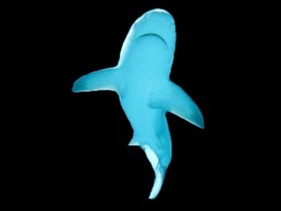 Shark Clip Art N5 free image download