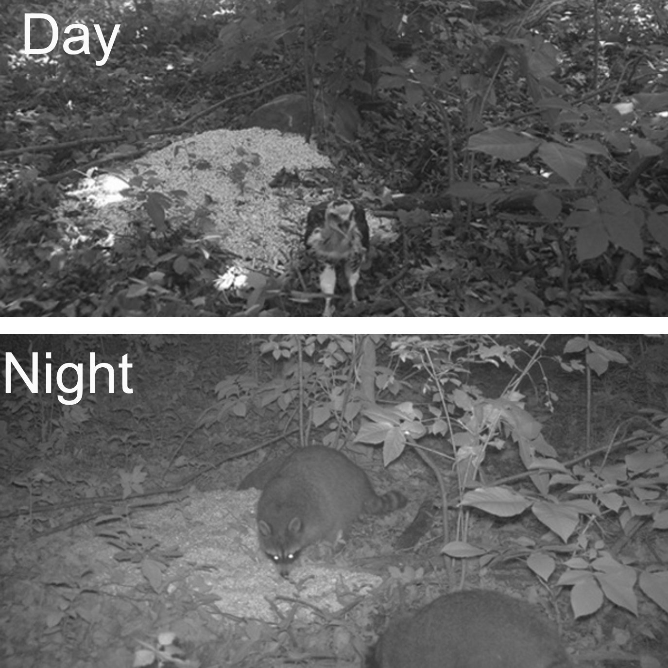 YBLUESKY Low Glow Black Infrared Trail & Game Scouting Camera Hunting ...