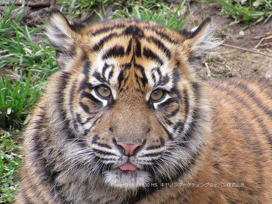 Canon digital camera PowerShot (power shot) SX530 HS PSSX530HS ...