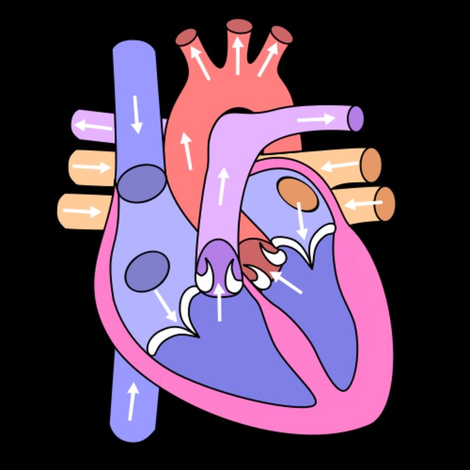 Human Heart Diagram Without Labels N2 Free Image Download