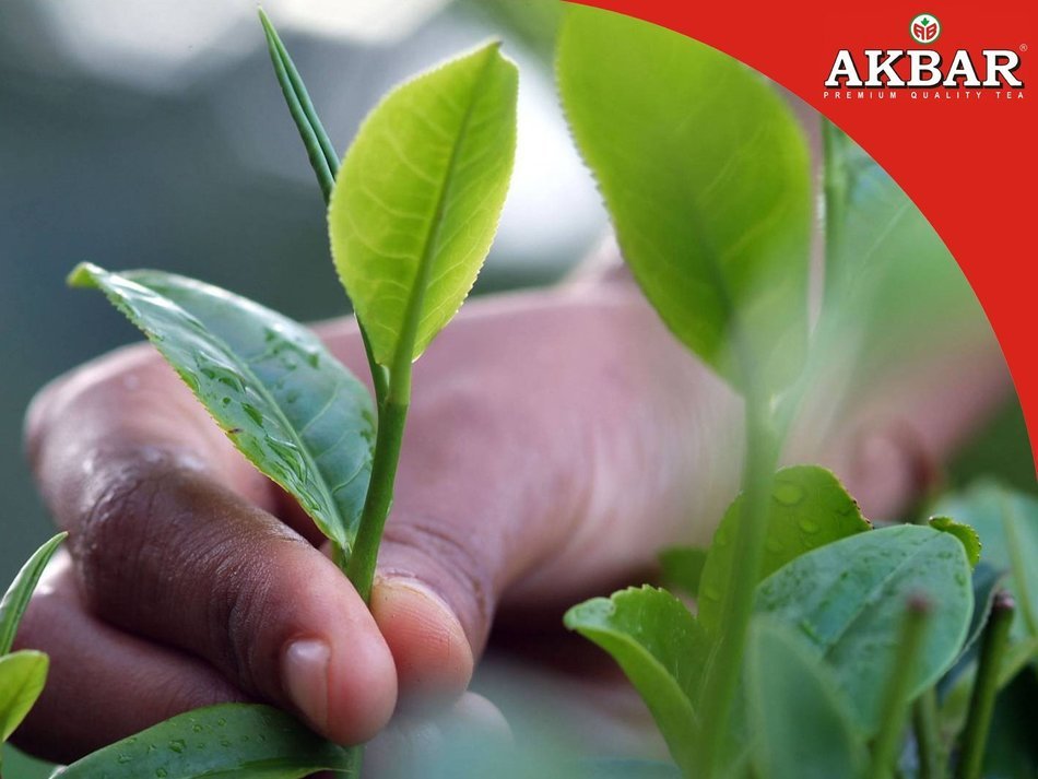 Akbar | Gold Range | Ceylon Black Tea | FREE Tea Strainer | 100% Single ...