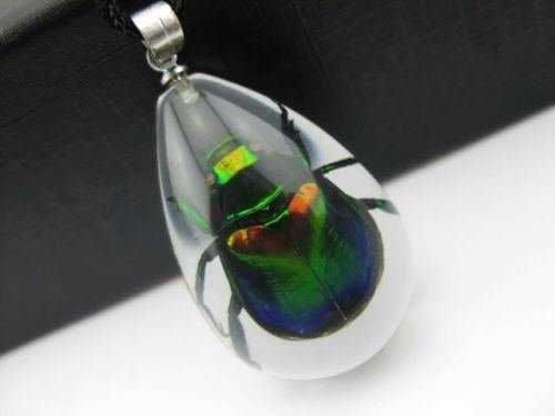 Real Scarab Beetle in clear resin Pendant Necklace China Insect free ...