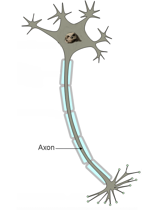 Brain Neuron Clip Art Free Image Download Brain Neuron Clip Art Free Image Download