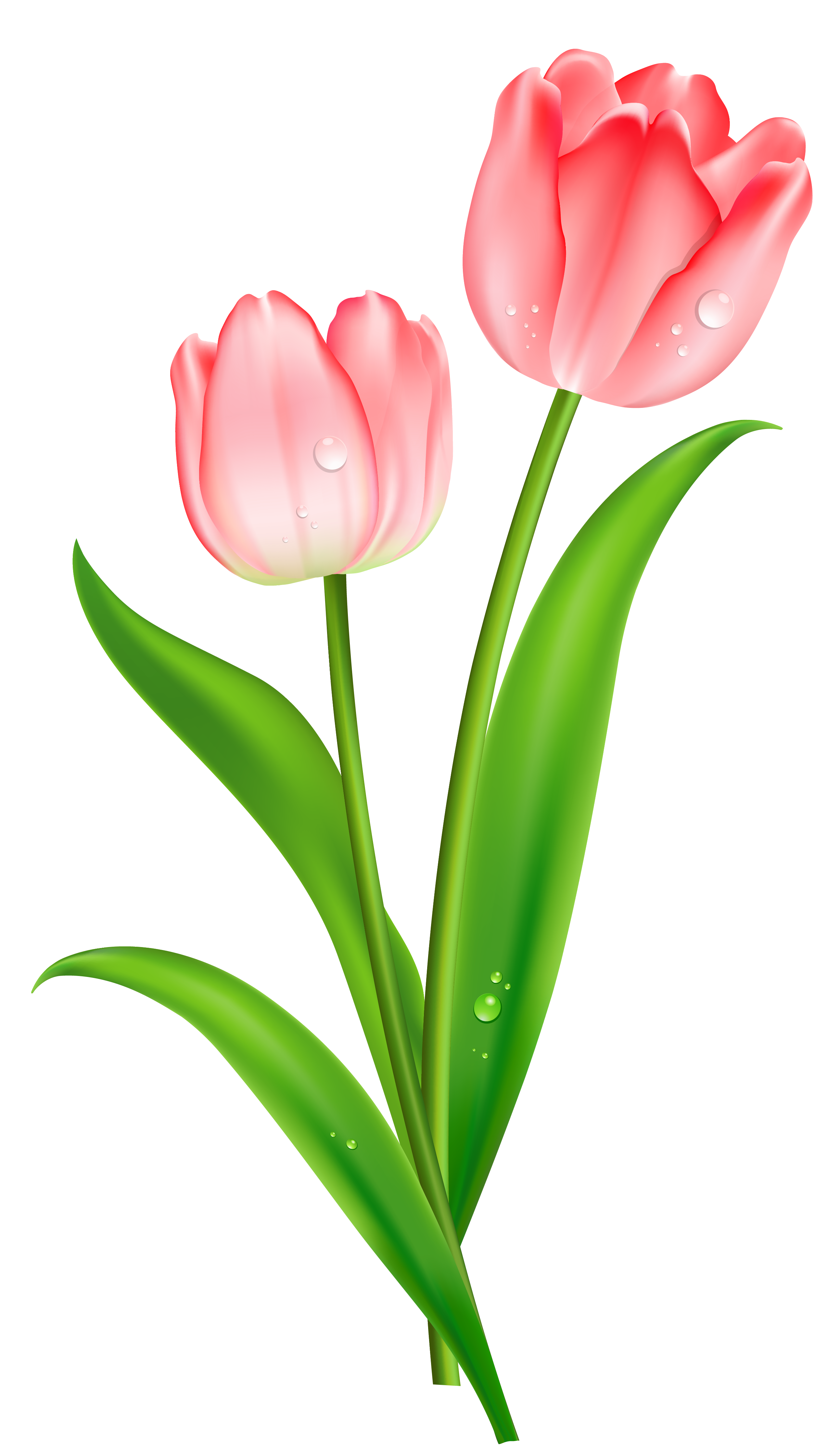 Two Pink Tulips, drawing free image download