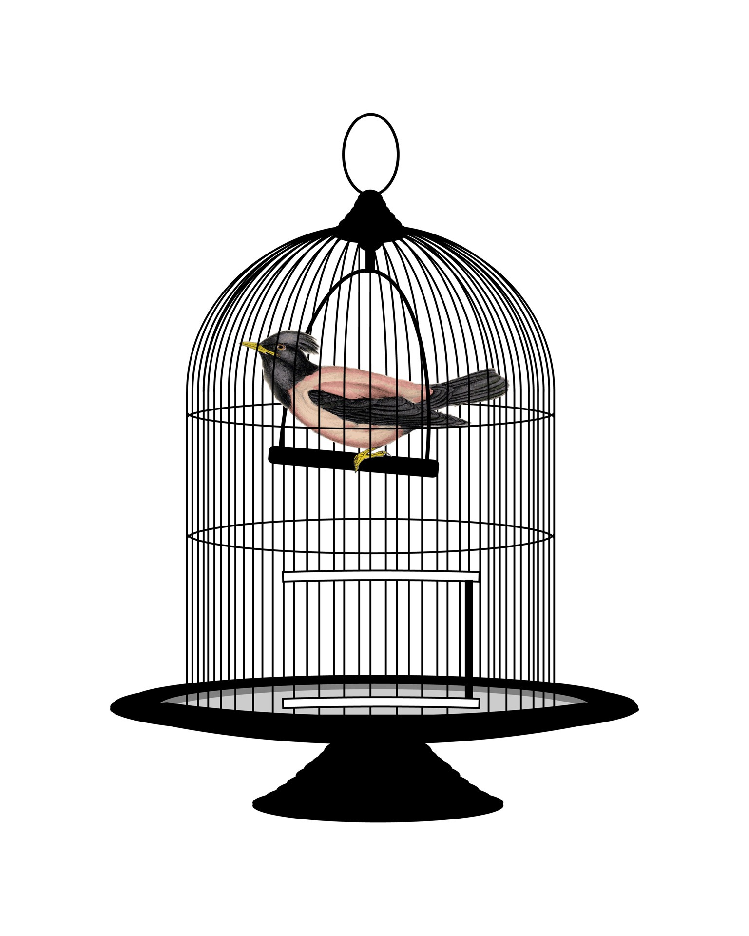 Bird birdcage cage colorful free image download