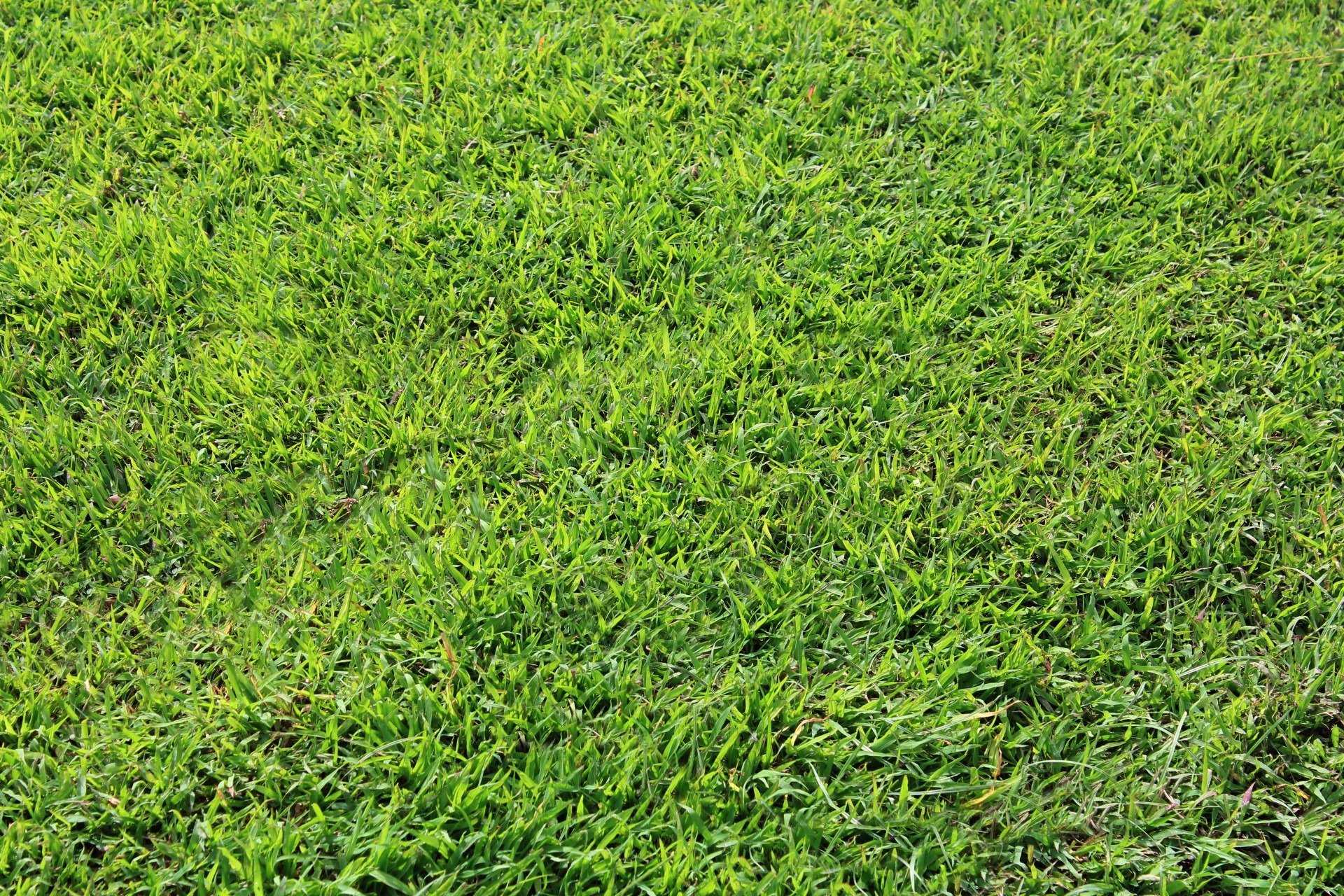 Green cut grass background free image download