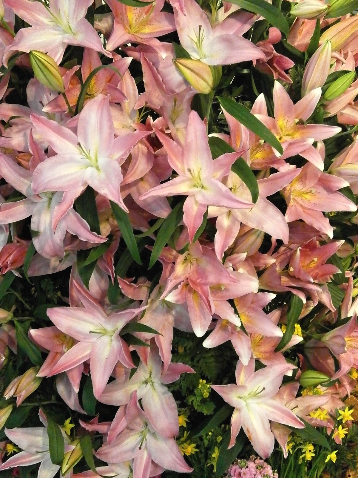 Delicate pink lilies free image download