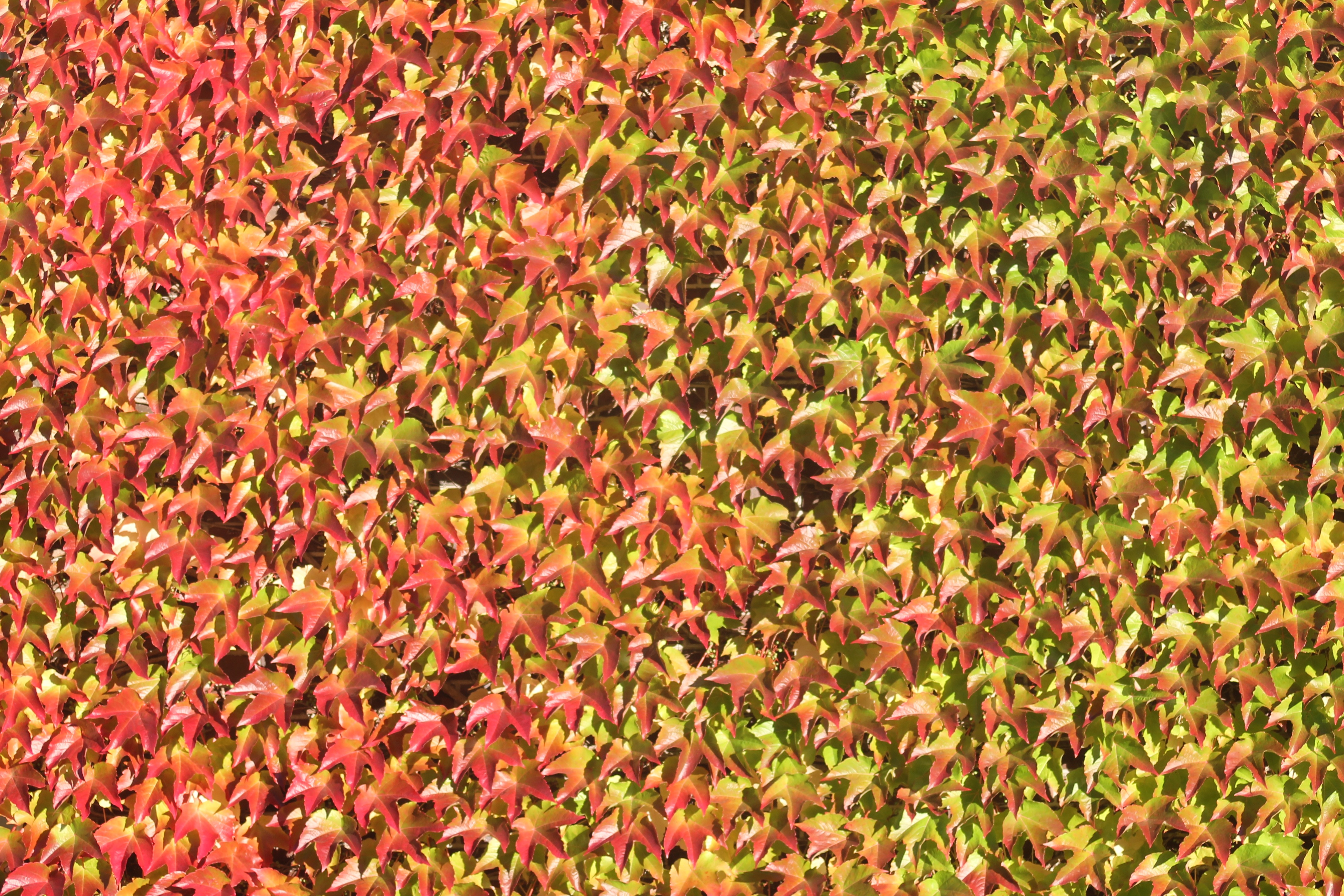 Leaves autumn fall color background free image download