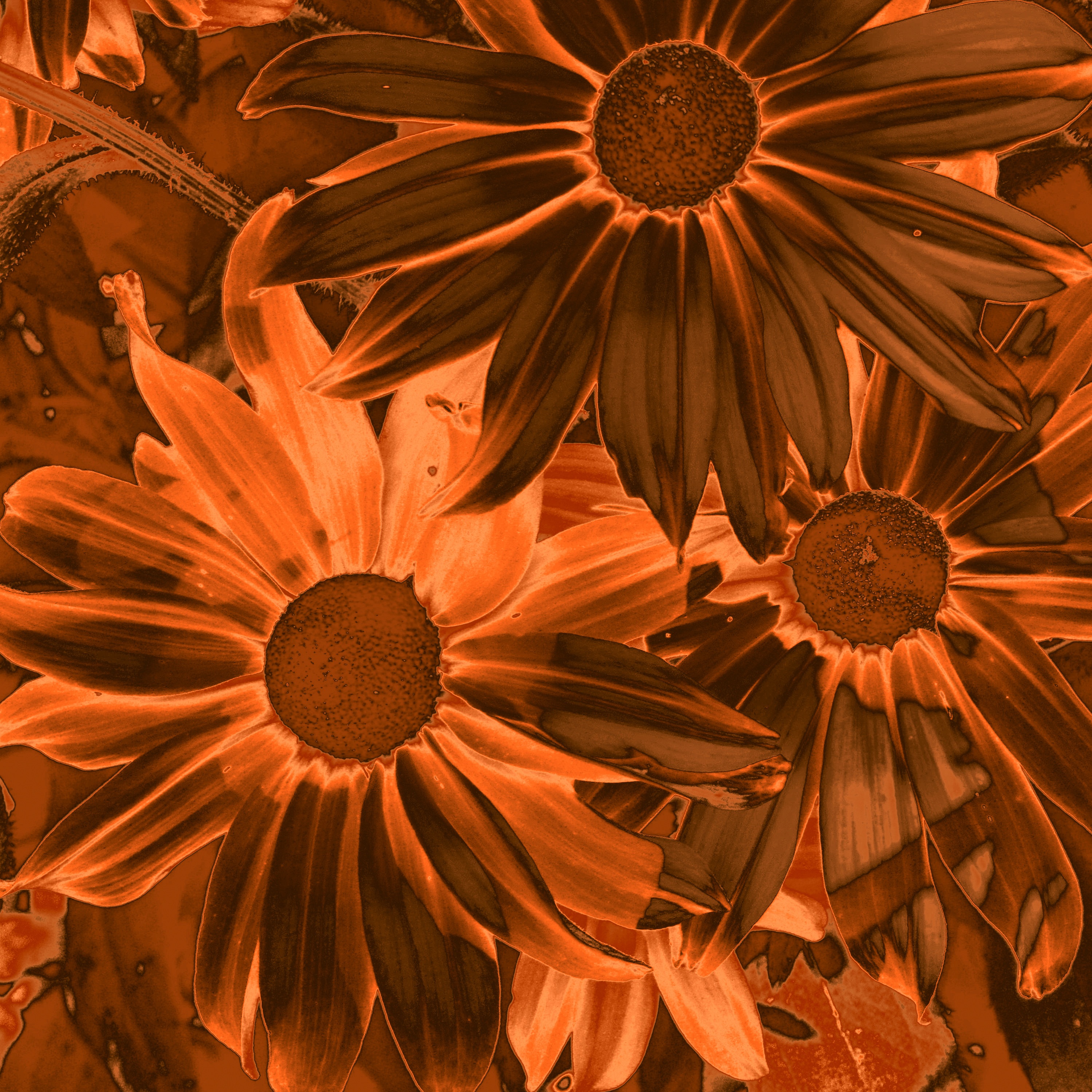 Background flowers contrast reasons free image download