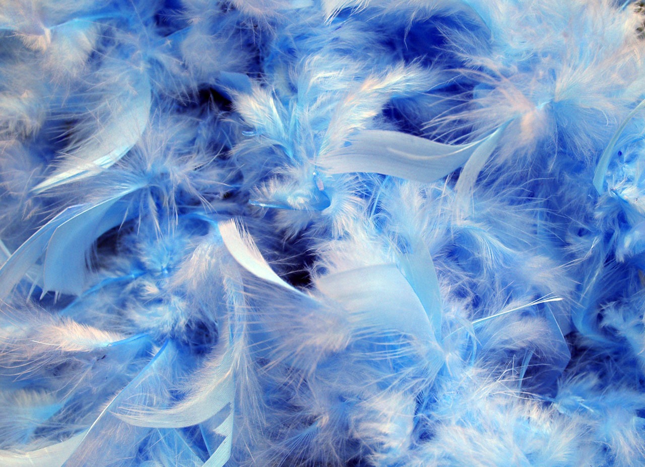 Background blue feathers fluffy free image download
