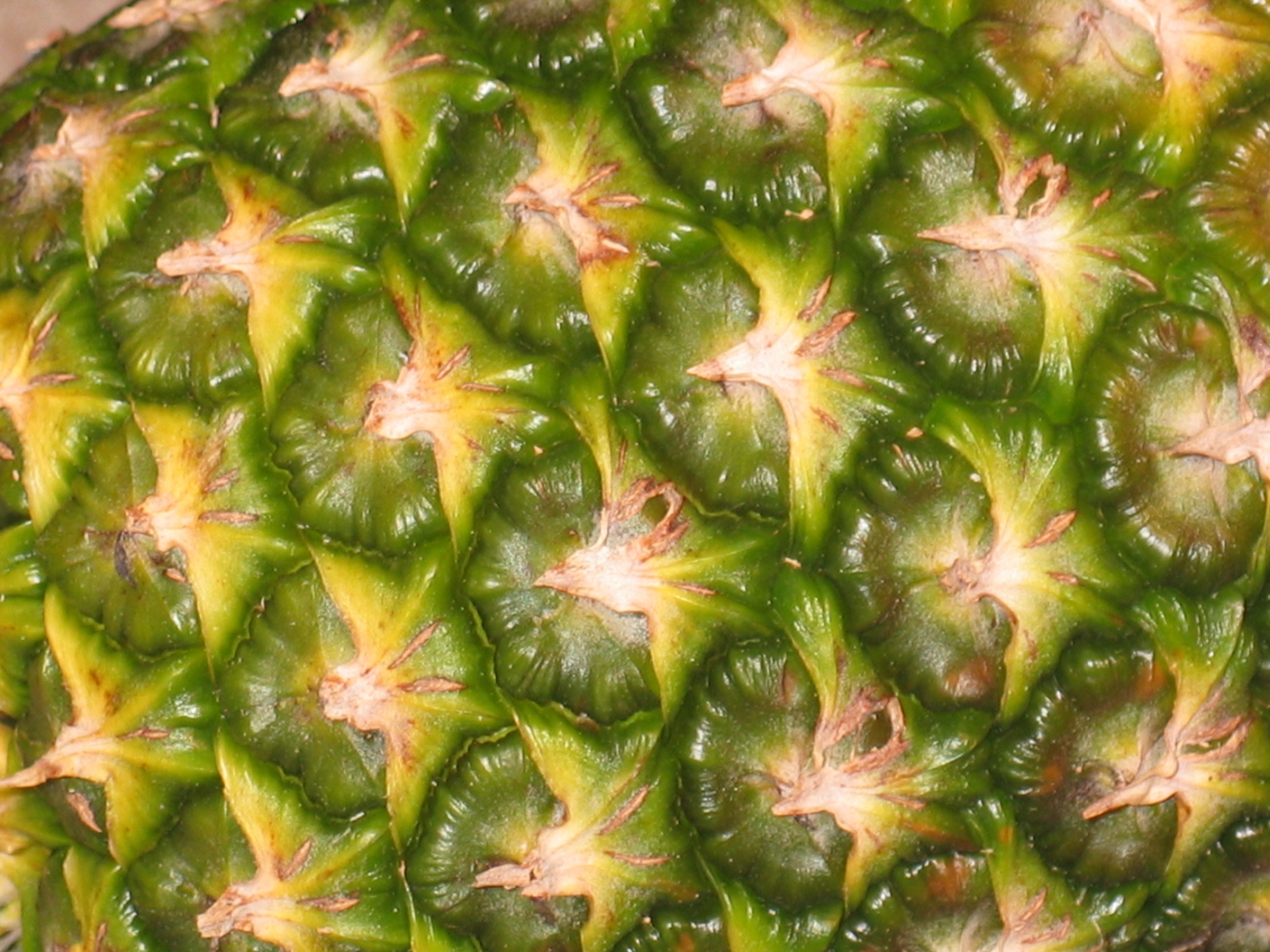 Pineapple fruit exotic still life free image download