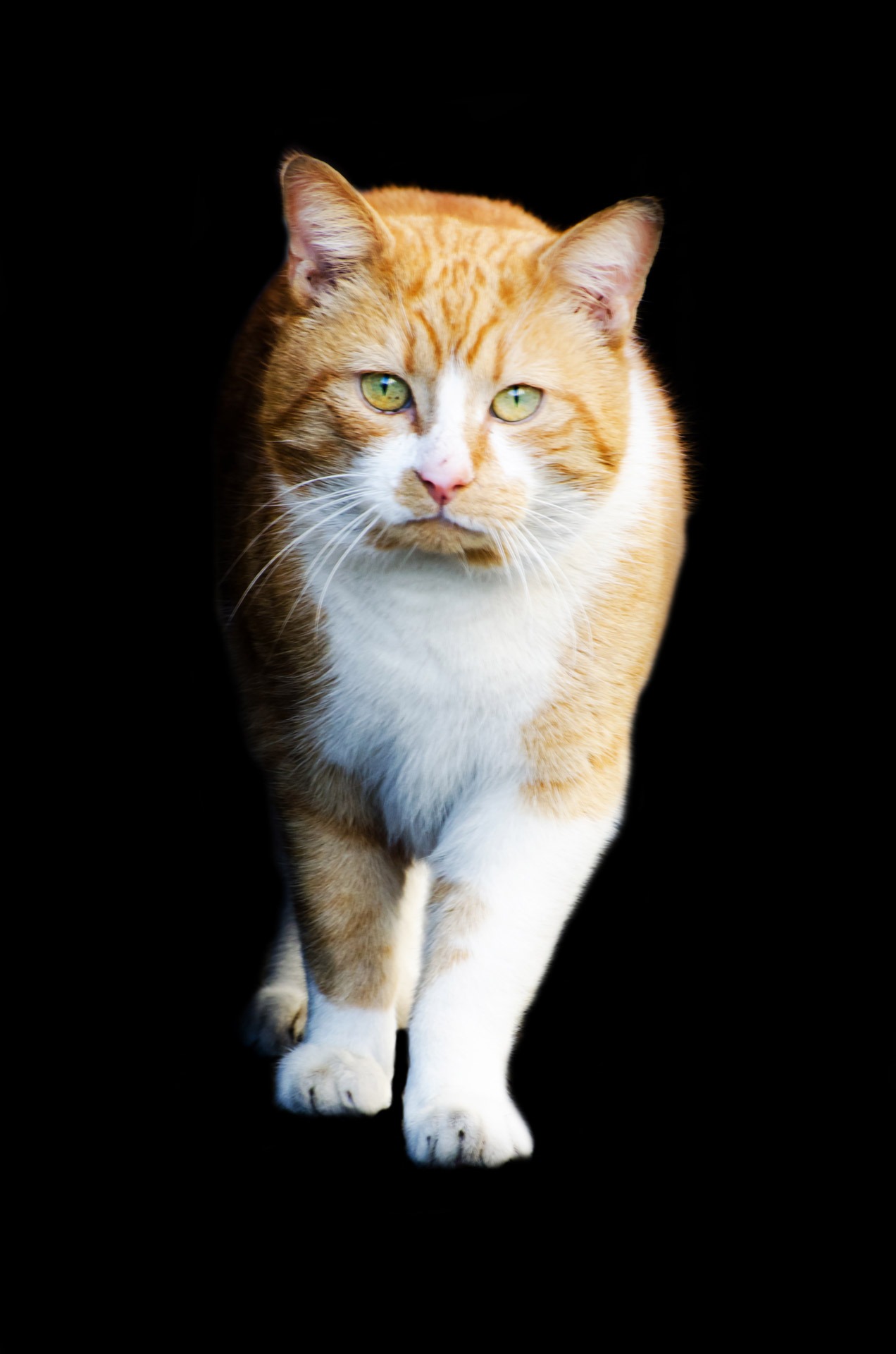Adorable red and white cat on a black background free image download