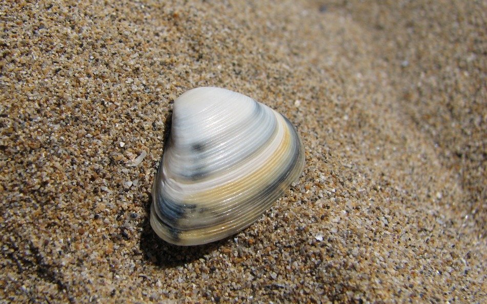 Seashell sea shell marine free image download