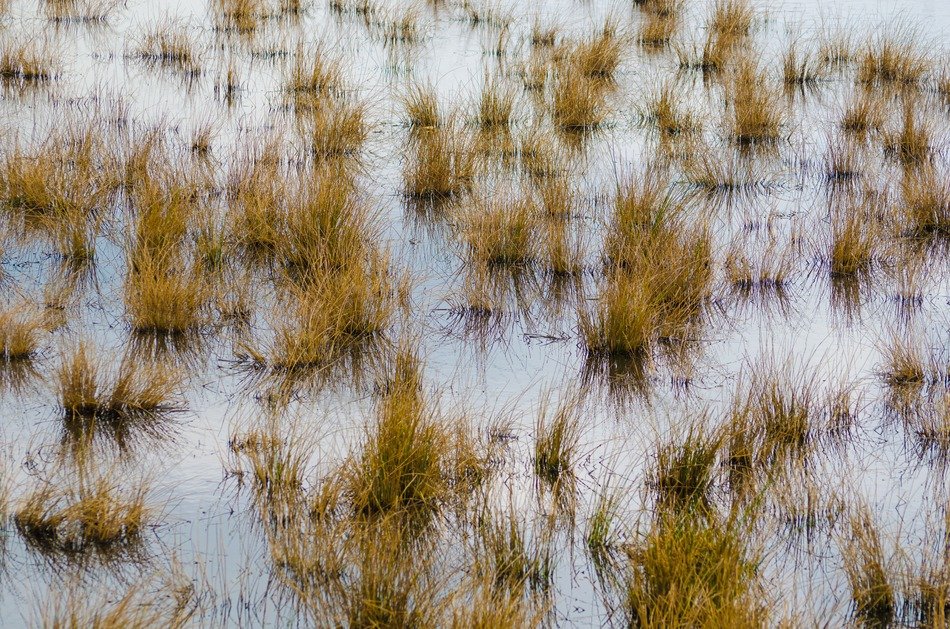 Reeds river grass swamp abstract free image download