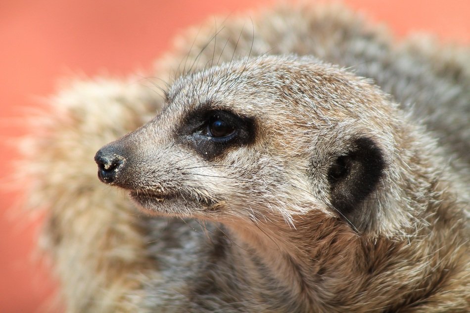 Meerkat portrait animal wild beast free image download