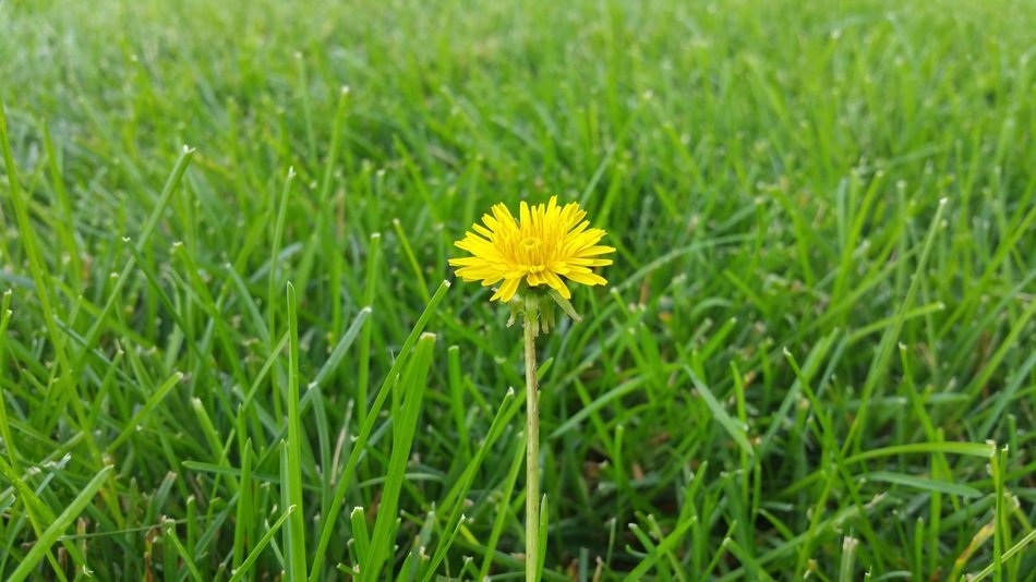 One dandelion on lawn free image download