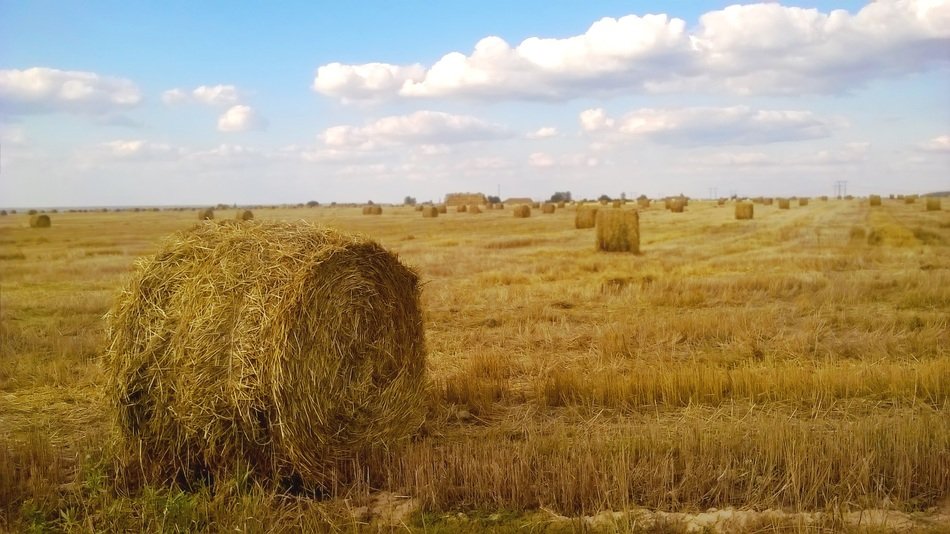 Nature Subsistence Farming Summer Free Image Download nature-subsistence-farming-summer-free-image-download