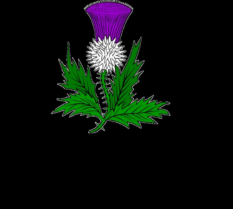 Scottish Thistle Design free image download