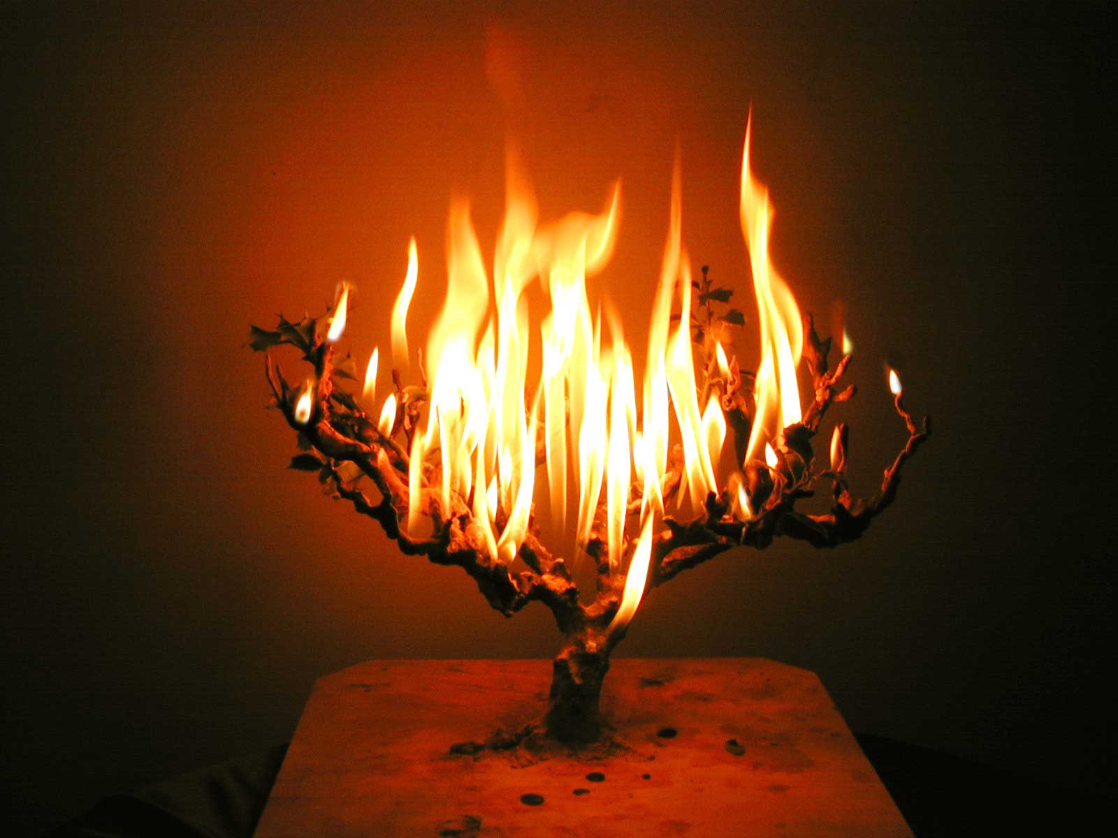 Burning Tree In The Dark Free Image Download burning-tree-in-the-dark-free-image-download