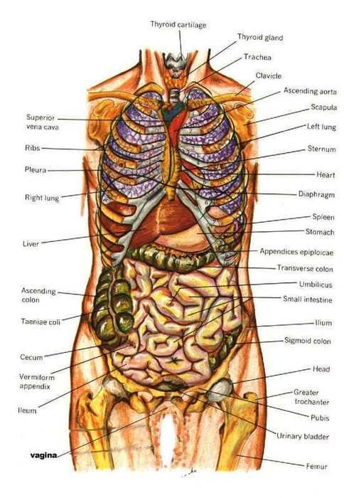 Human Body Organs Diagram Male Magiadeverao