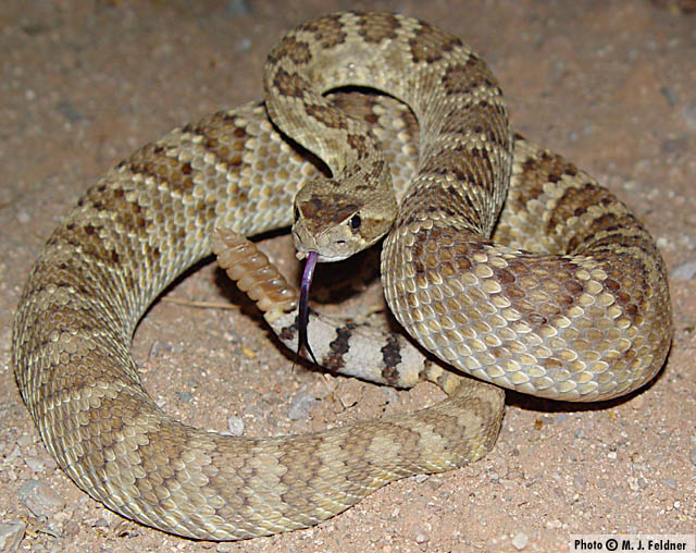 Mojave Green Rattlesnake free image download