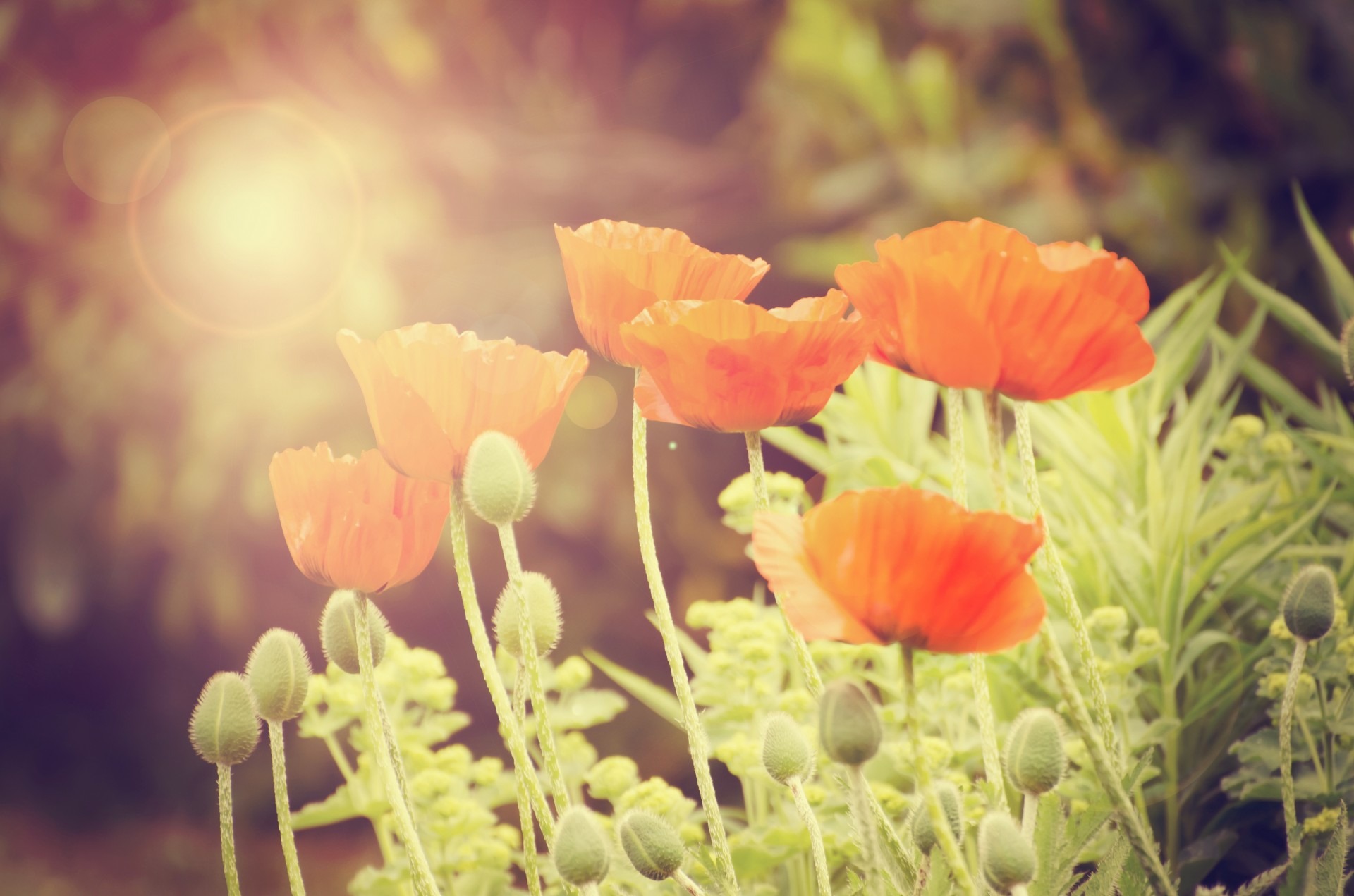 Bush of poppies free image download