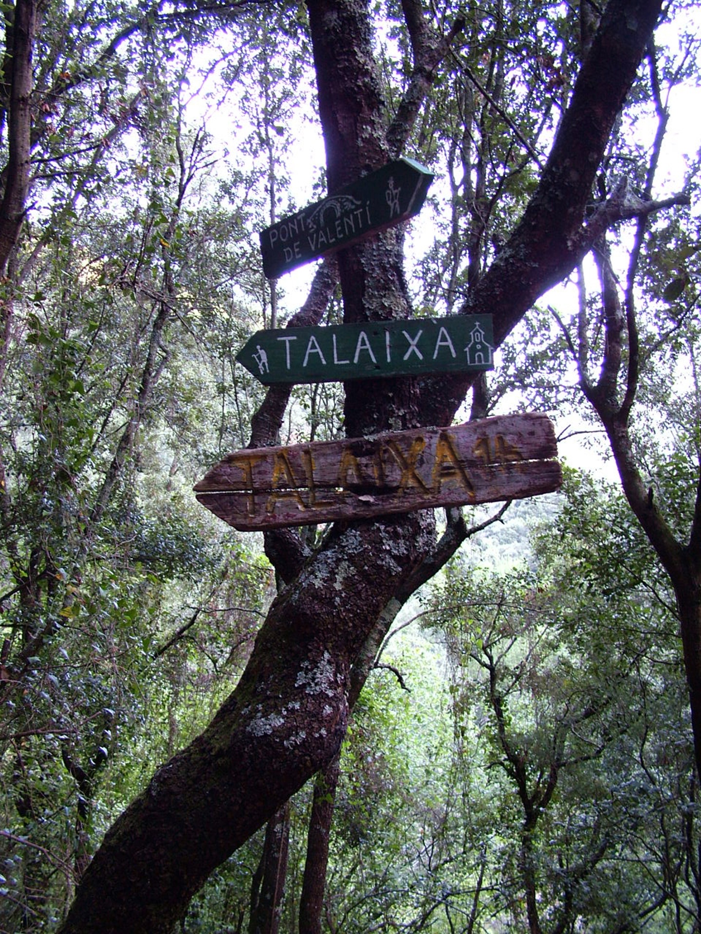 Tree with directions in catalonia forest free image download