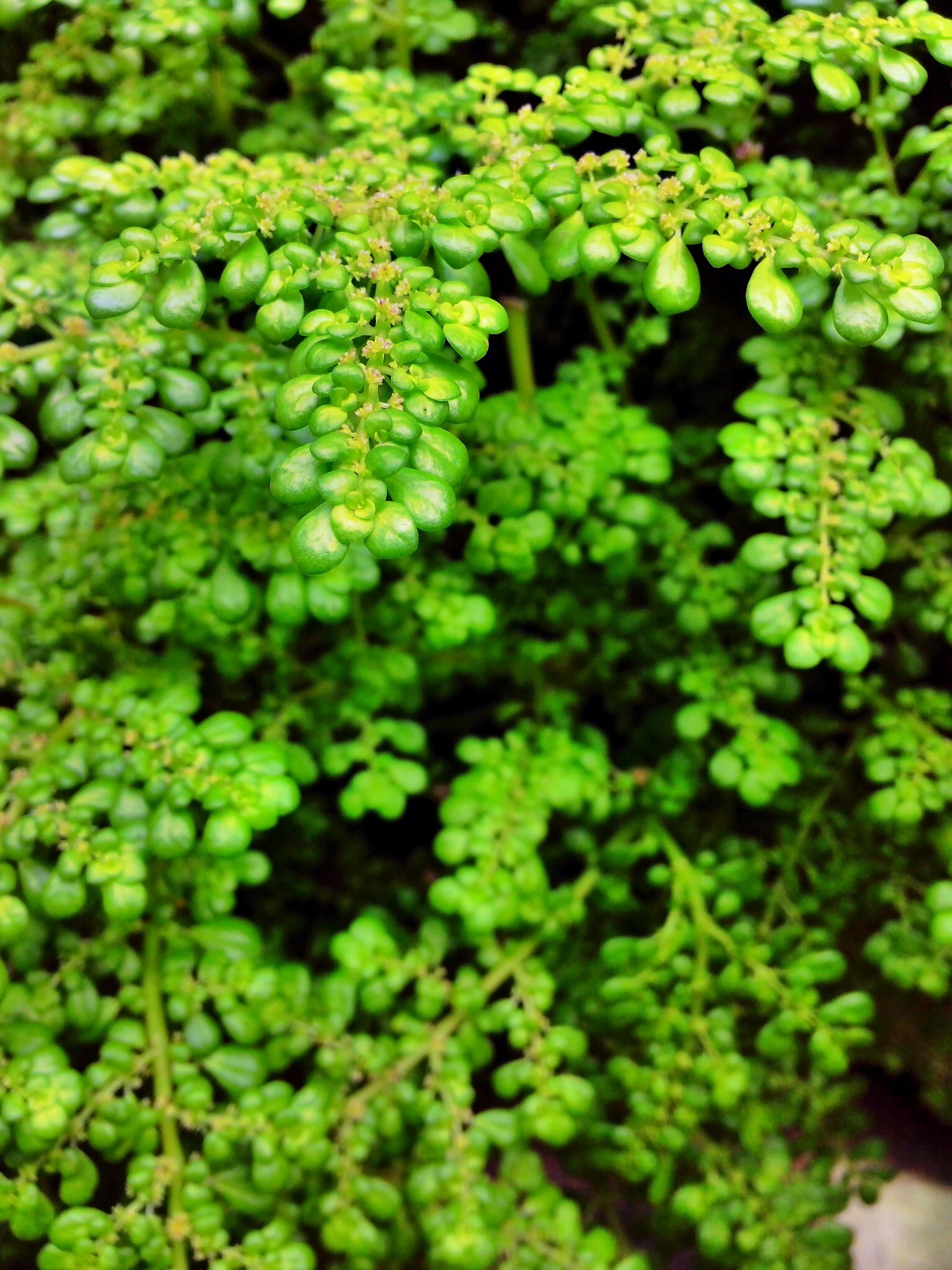 Plant green growth leaf spring free image download