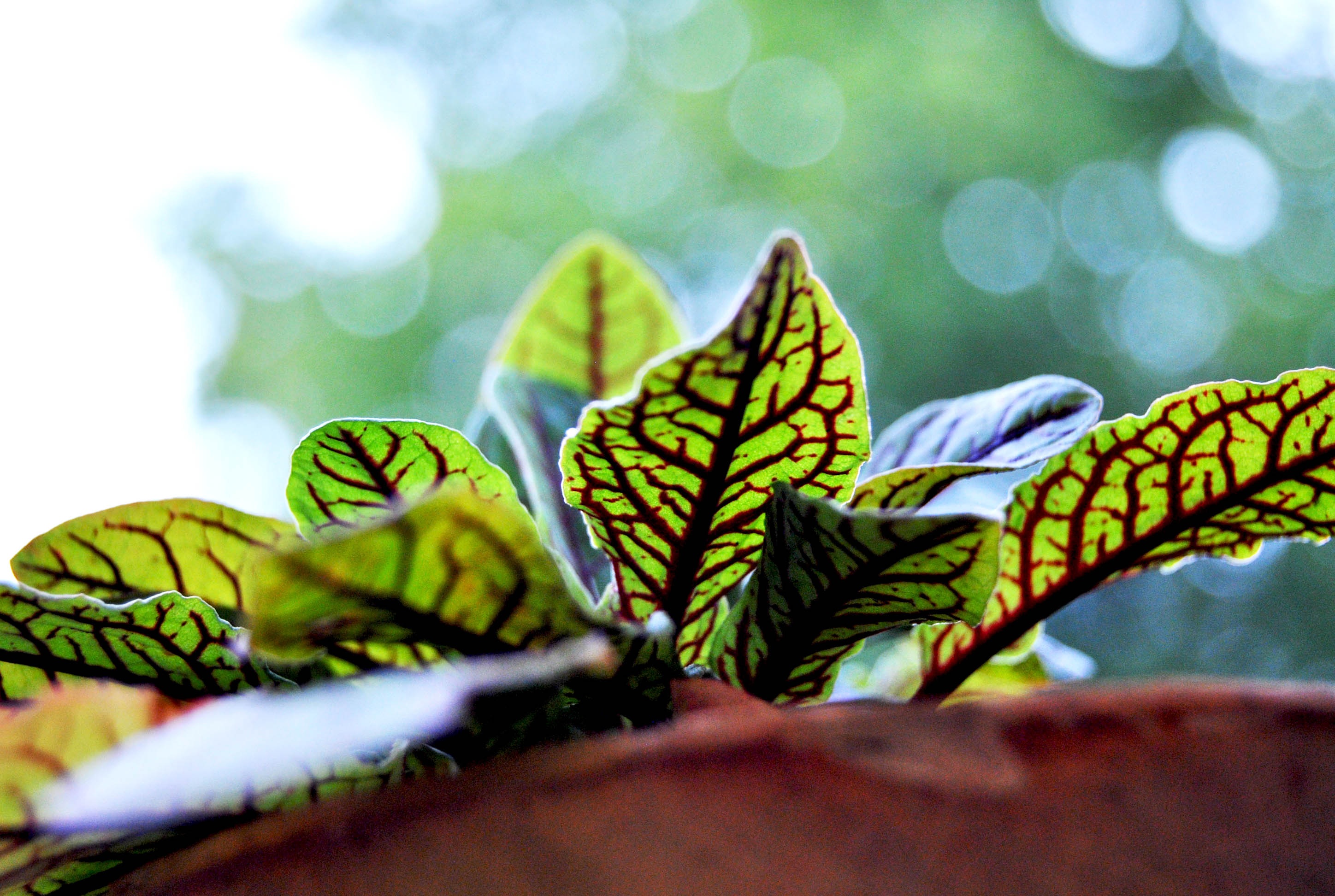 Flower plant blossom bloom nature free image download