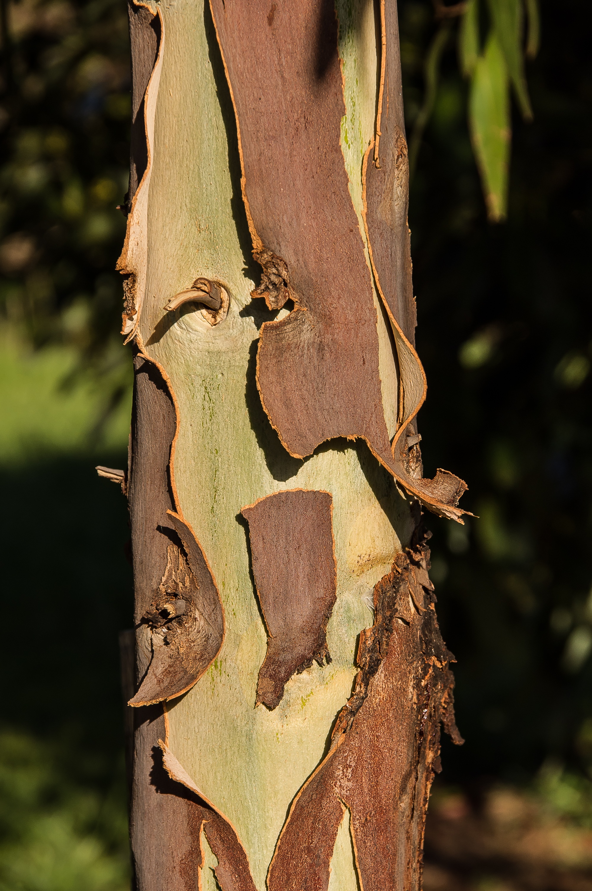 Gum tree bark peeling brown green free image download