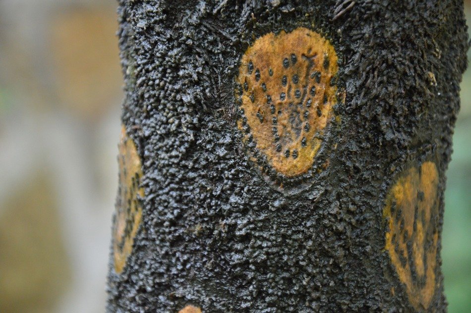 Tree fern bark brown pattern free image download