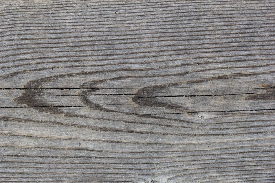 Tree board gray old pine free image download