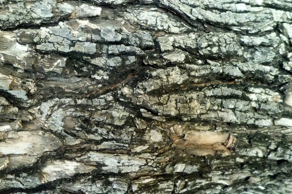 Tree bark cracks nature texture free image download
