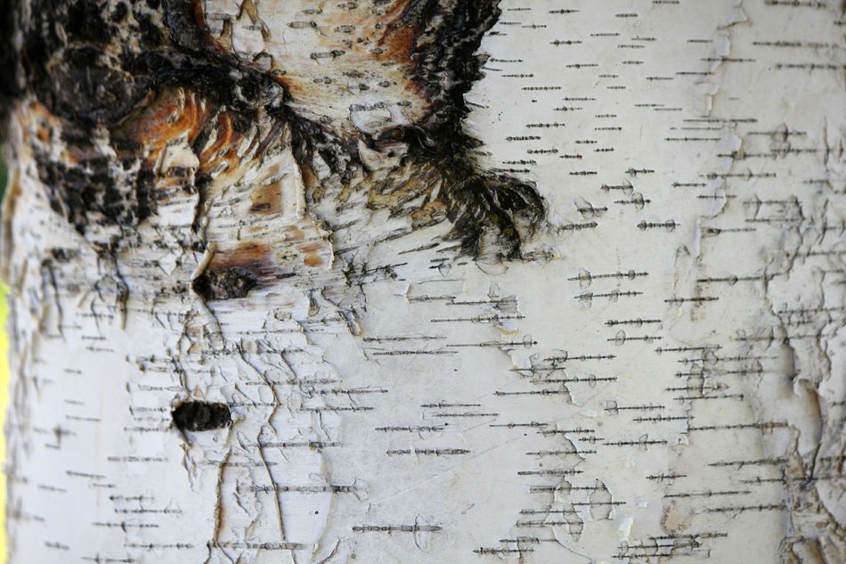 Birch tree trunk bark free image download