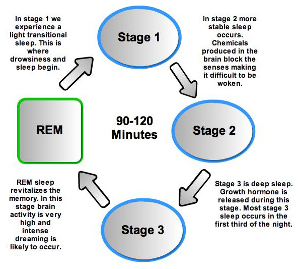 REM Sleep Cycle Stages free image download