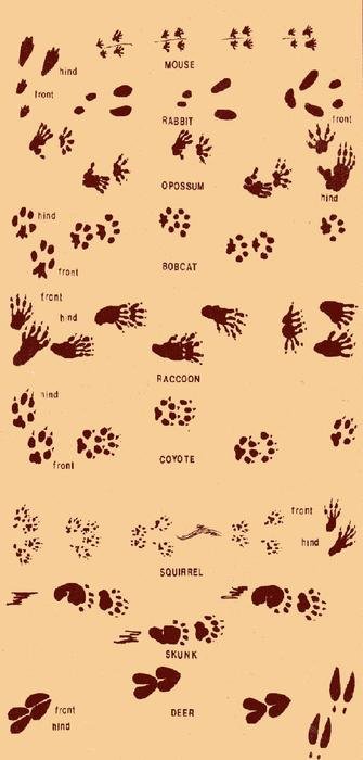 Set of wild Animal Tracks free image download