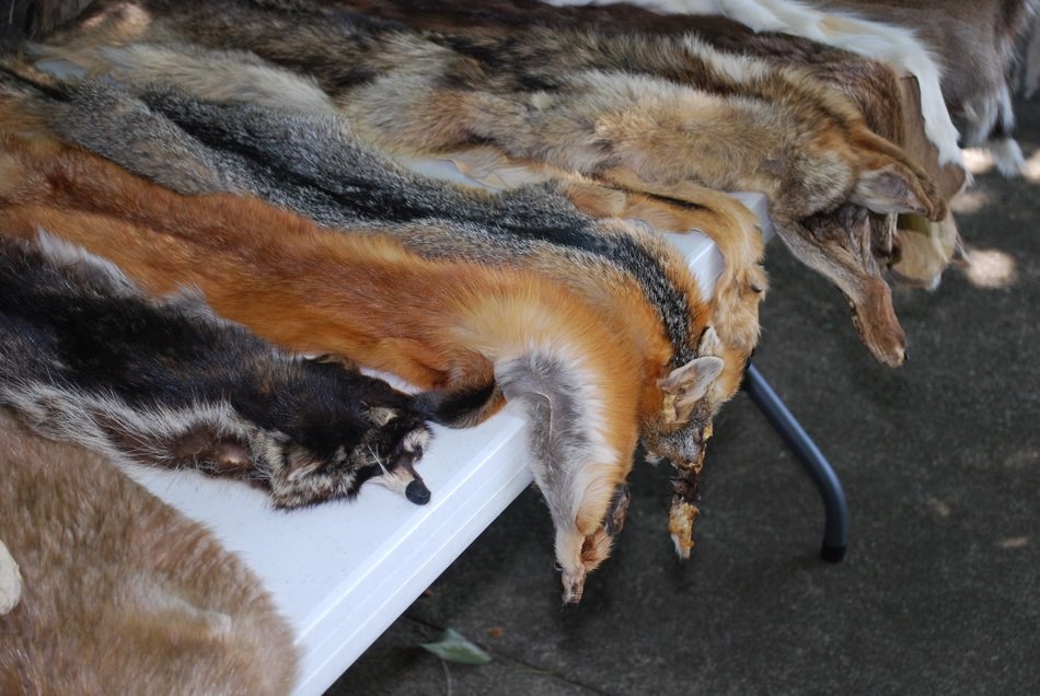 Fur of wild animals free image download