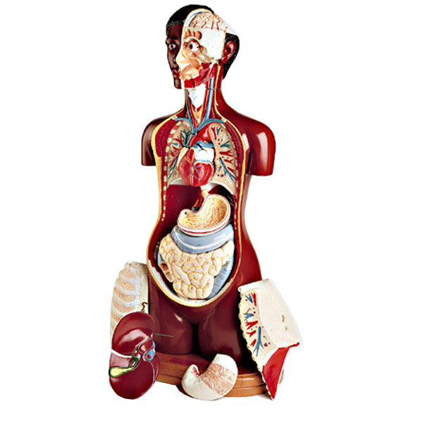 Human Body Anatomy Model free image download