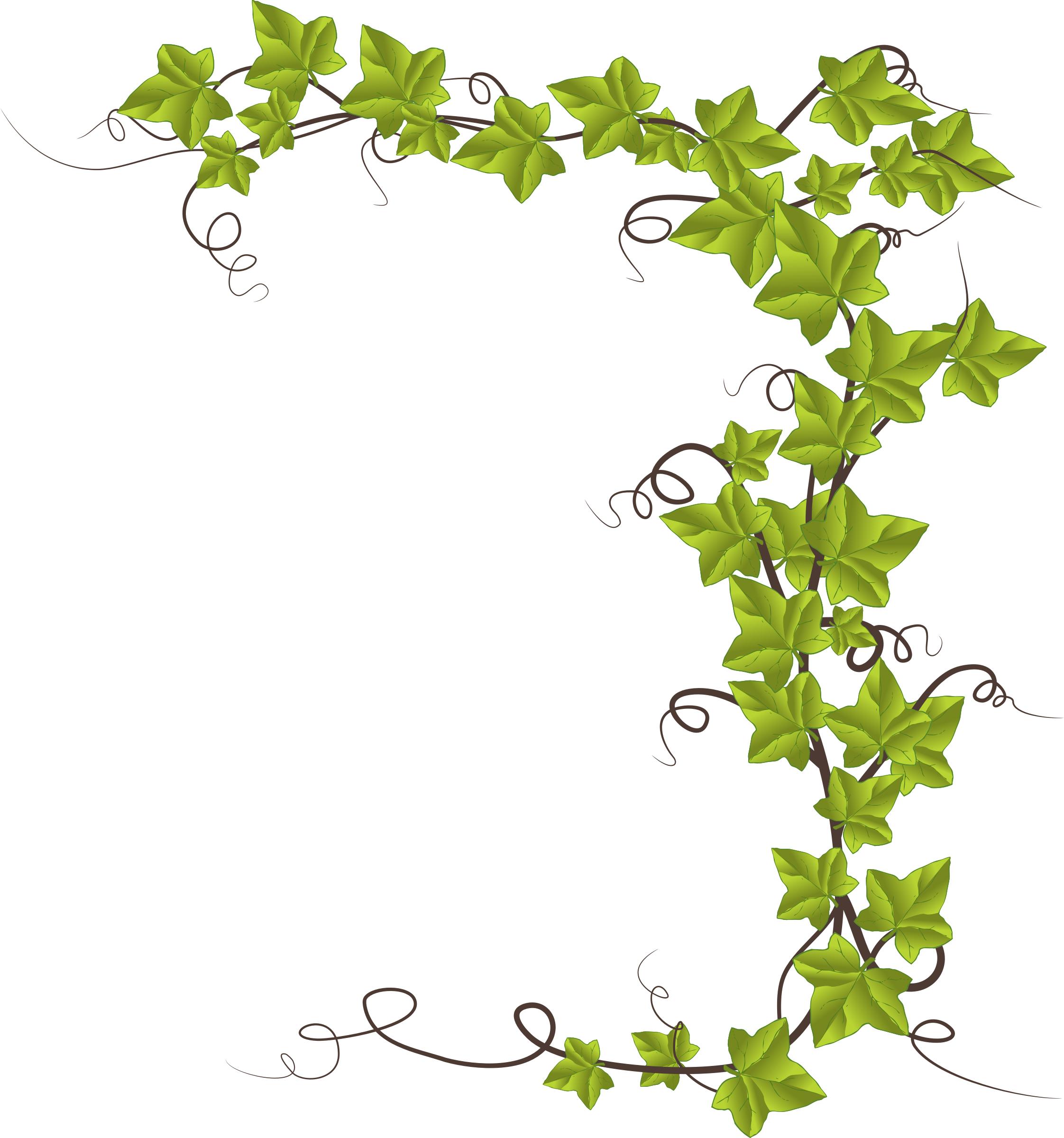 Ivy border drawing free image download