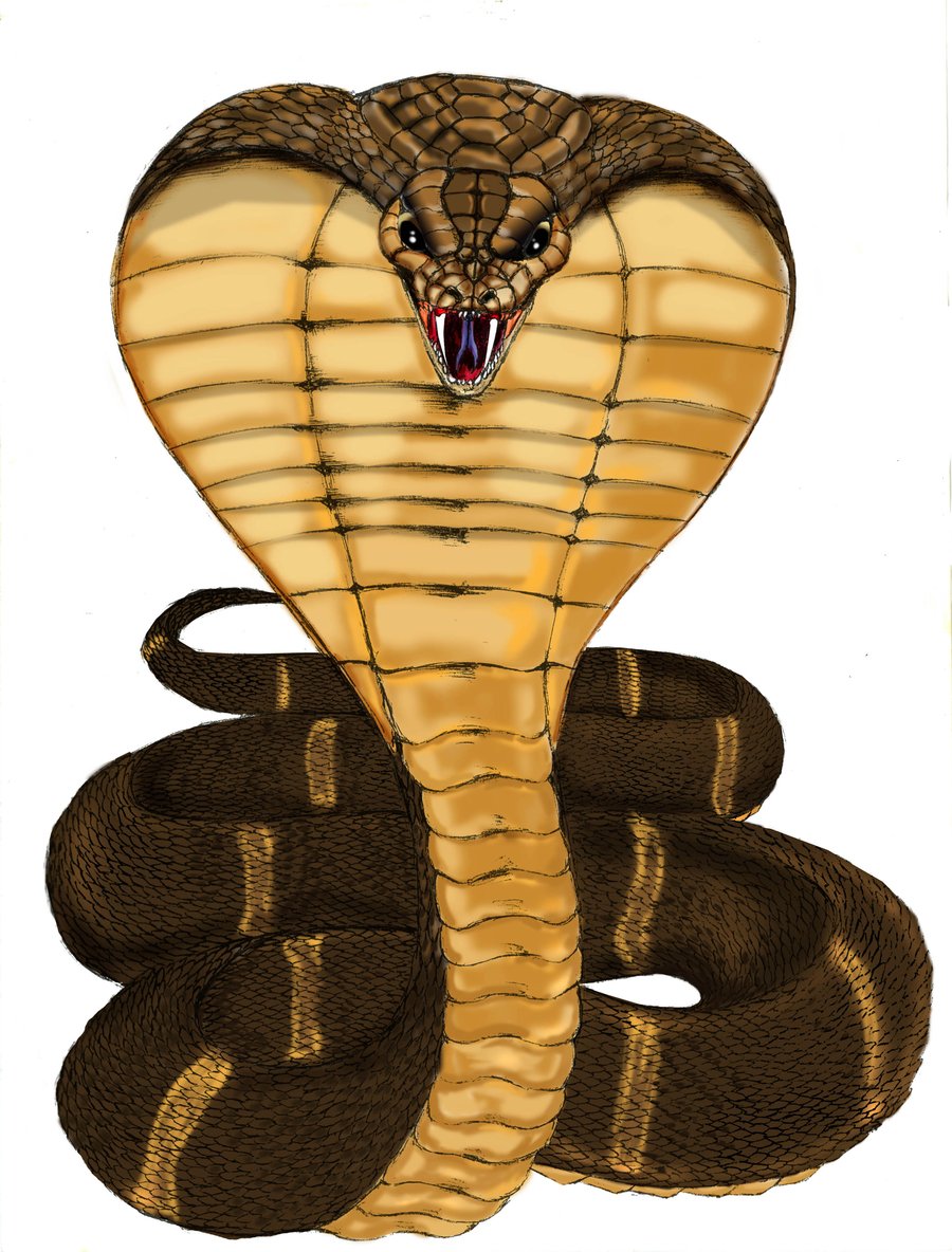 King Cobra Snake Drawing free image download
