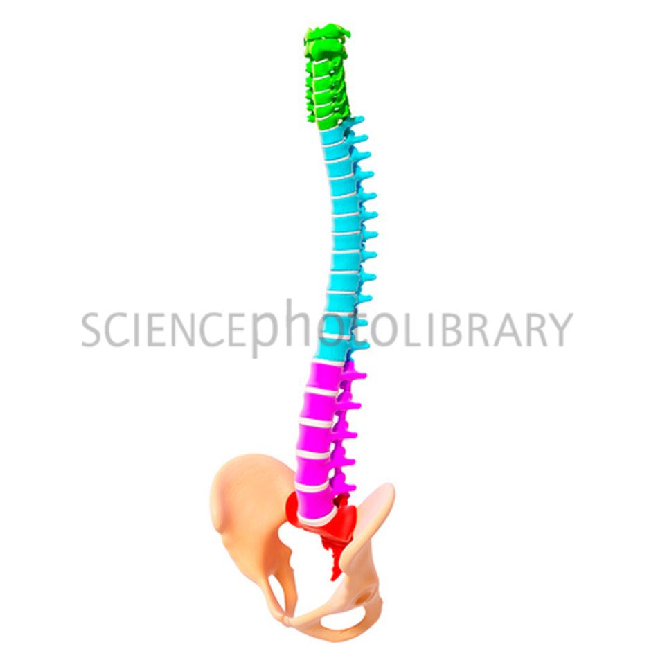 Human Spine drawing free image download
