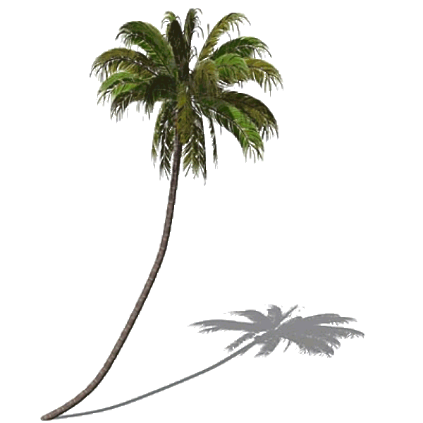 Swaying Palm Tree free image download