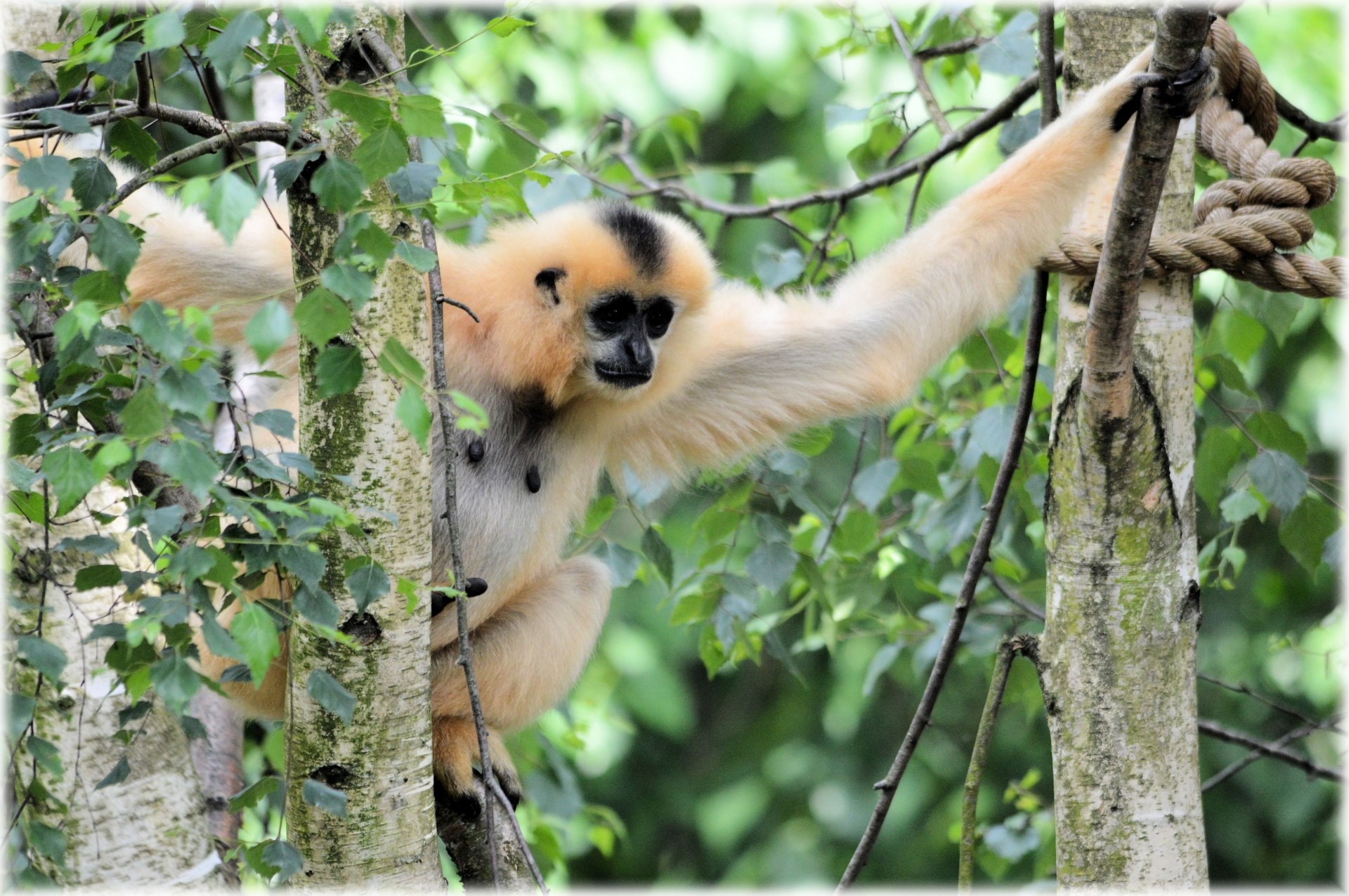 Triple monkey in the Amsterdam zoo free image download