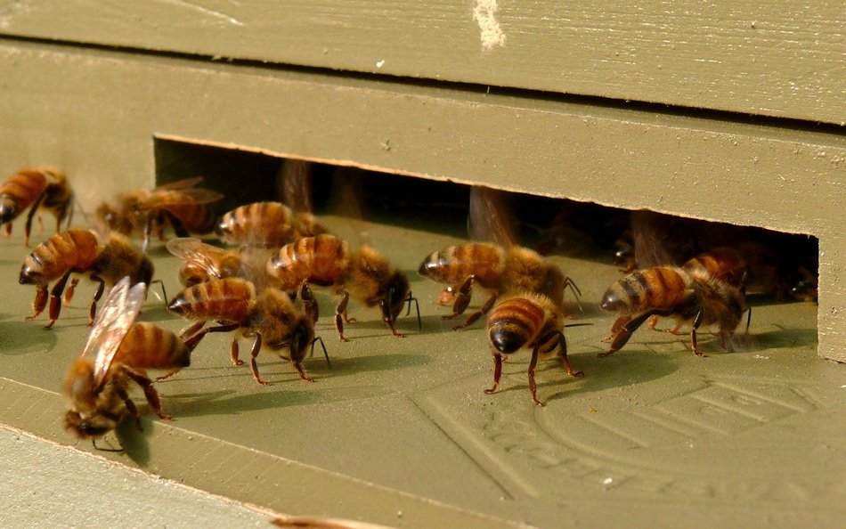 Bees flew into an artificial hive free image download
