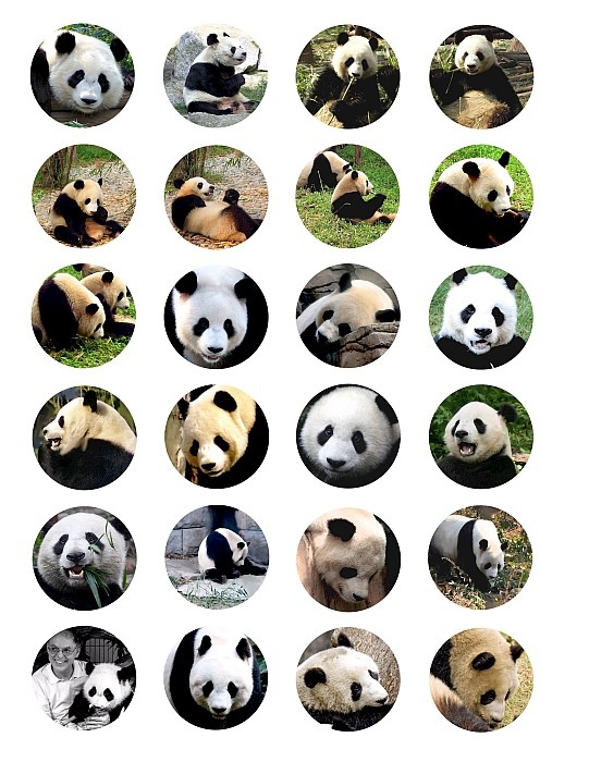 Panda Bear Clip Art N15 free image download