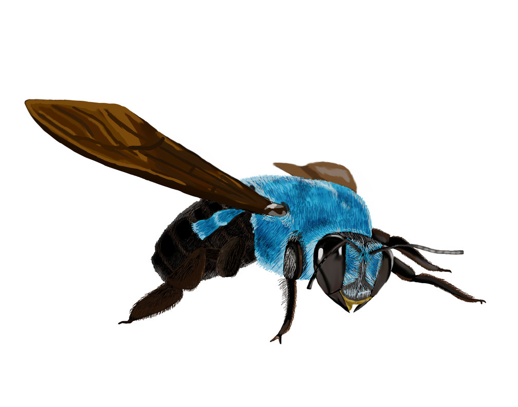 Isolated blue bee free image download