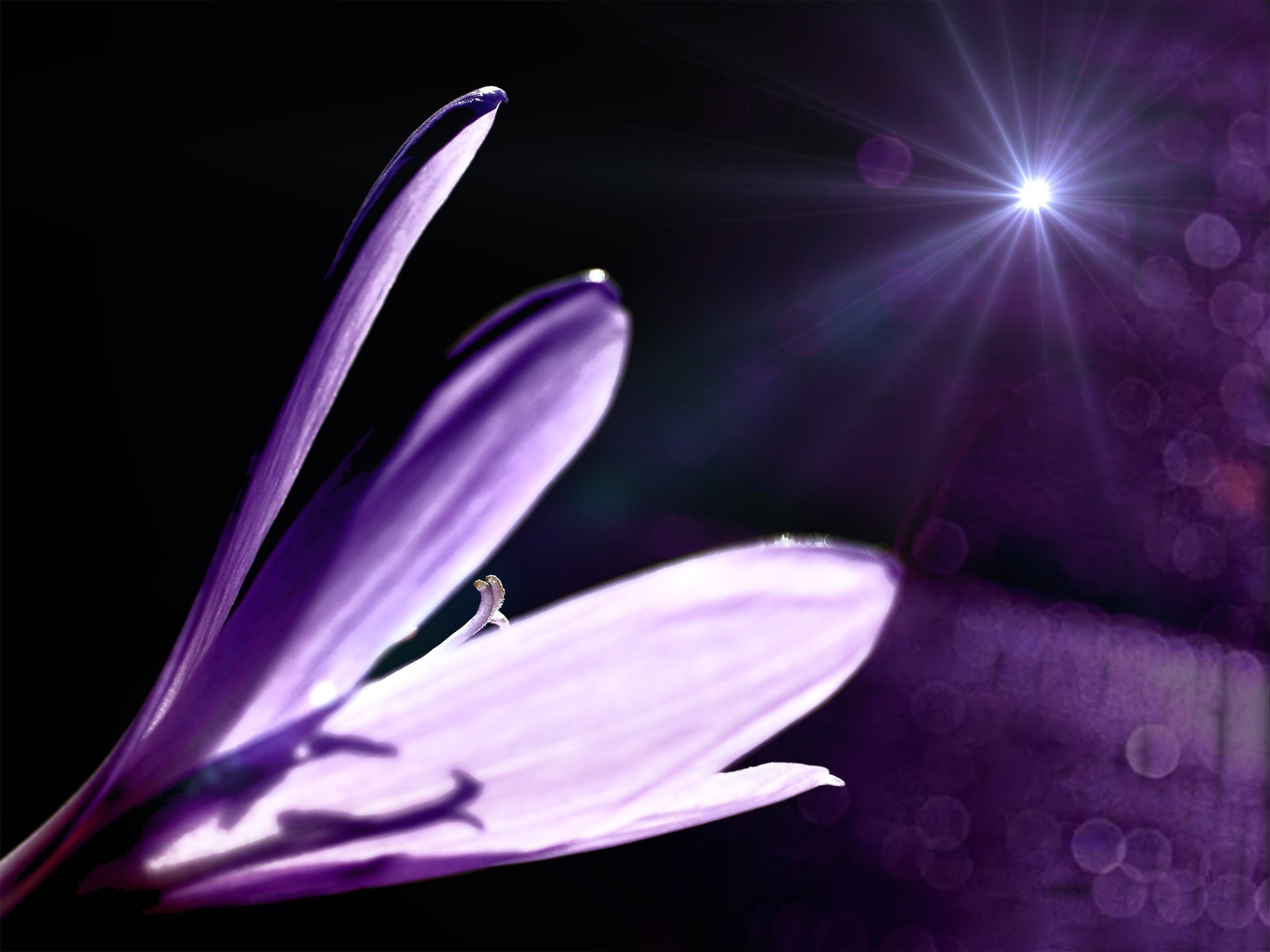 Purple crocus flower bloom free image download