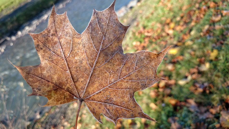 Late Autumn Maple Leaf dry free image download